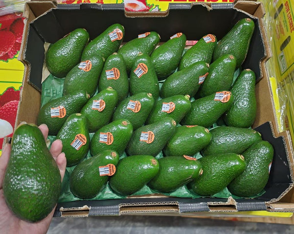 Shepard Avocado - 3pcs(Australia)